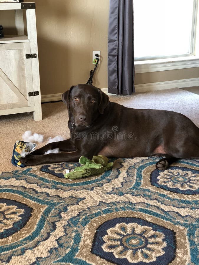 Cooper stock image. Image of male, cooper, chocolate - 120926857