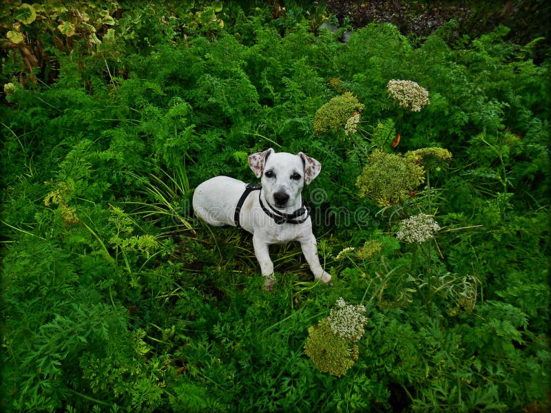Cooper stock photo. Image of green, greengrass, jackrussel - 68348108