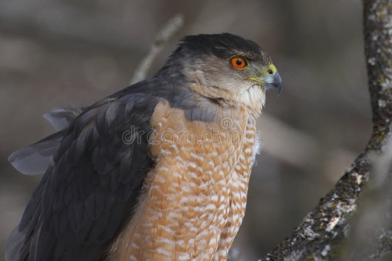 Cooper Hawk in Hunting Mode Stock Image - Image of isolated, aware ...