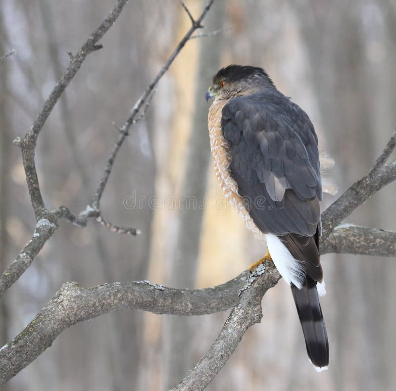 Cooper Hawk in Hunting Mode Stock Image - Image of isolated, close ...
