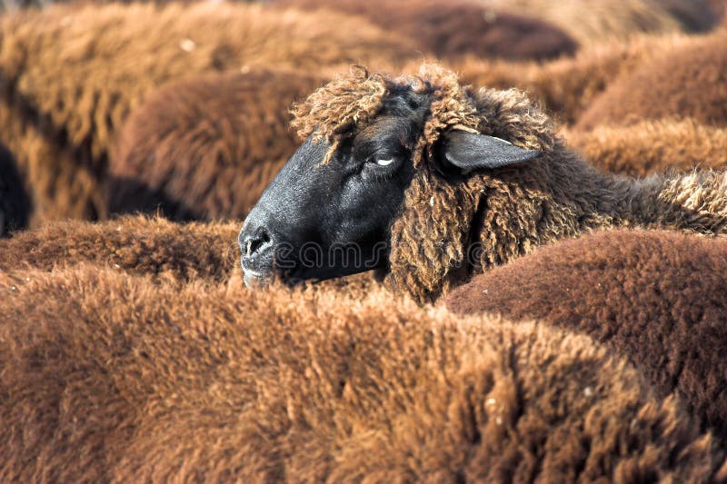 Cooper-red sheep stock image. Image of herd, animal, flock - 11720797