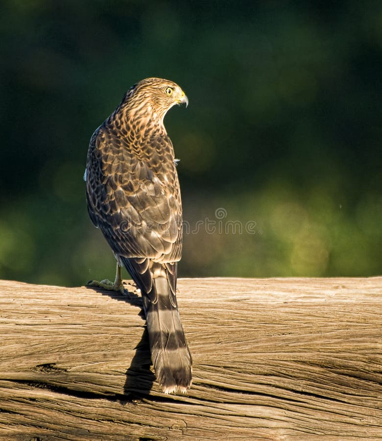 Cooper s hawk stock image. Image of wild, hunter, feathers - 16933233