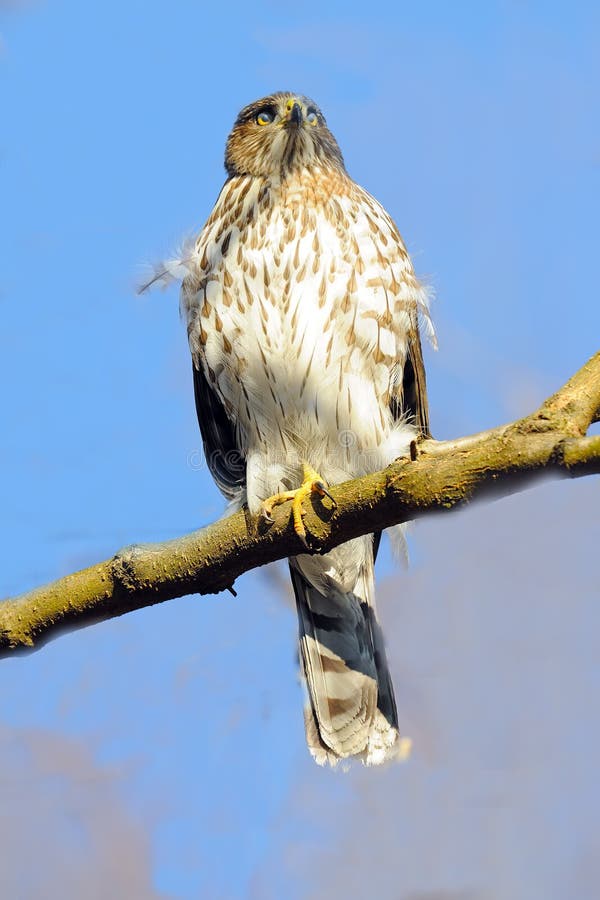 Cooper s Hawk stock image. Image of leaves, perched, broad - 22496123