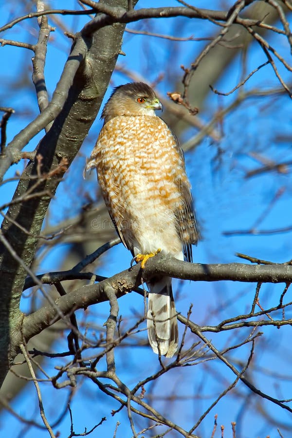 Cooper s Hawk stock photo. Image of head, perch, aware - 39990564