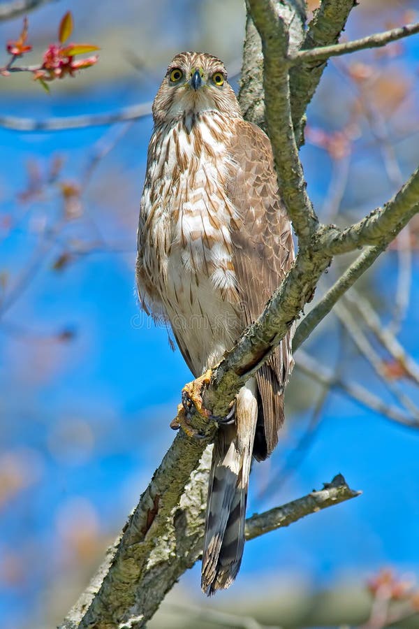 Cooper s Hawk stock photo. Image of plumage, accipiter - 24234372