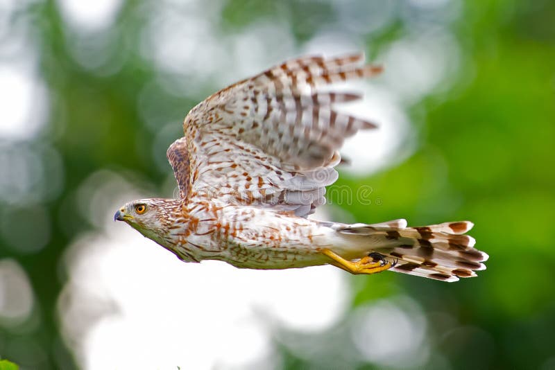 Cooper s Hawk stock photo. Image of bird, flying, broad - 26466362