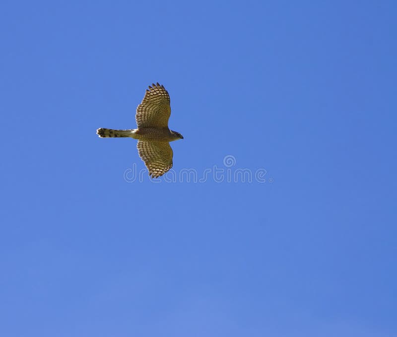 Cooper S Hawk Accipiter Cooperii Stock Image - Image of predator, avian ...