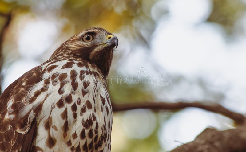 Cooper S Hawk (Accipiter Cooperii) Perched on a Branch, Looking at the ...