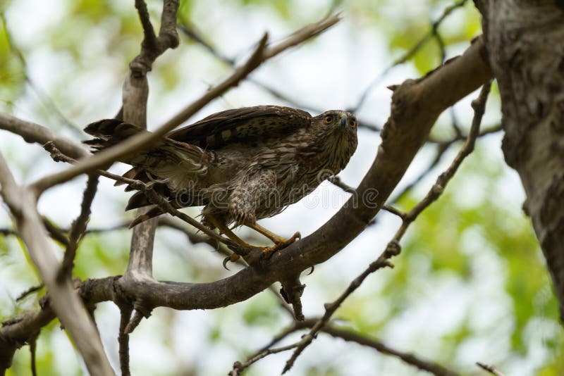 Cooper`s Hawk Baby Resting on Branch Stock Image - Image of note, baby ...