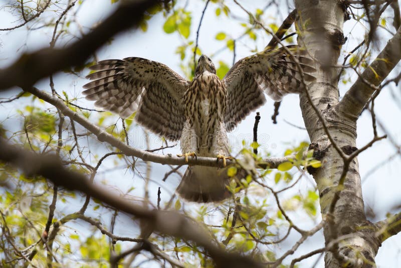 Cooper`s Hawk Baby Resting on Branch Stock Photo - Image of prey ...