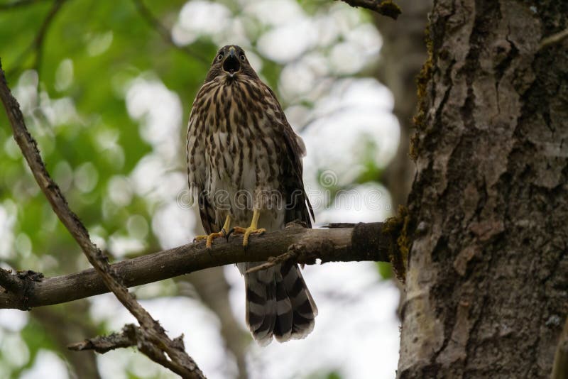 Cooper`s Hawk Baby Resting on Branch Stock Photo - Image of adults ...