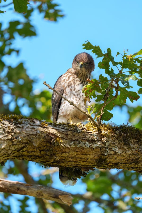 Cooper`s Hawk Baby Resting on Branch Stock Image - Image of nest ...