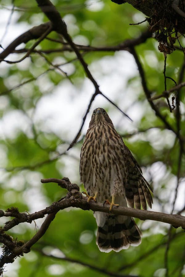 Cooper`s Hawk Baby Resting on Branch Stock Photo - Image of head, birds ...