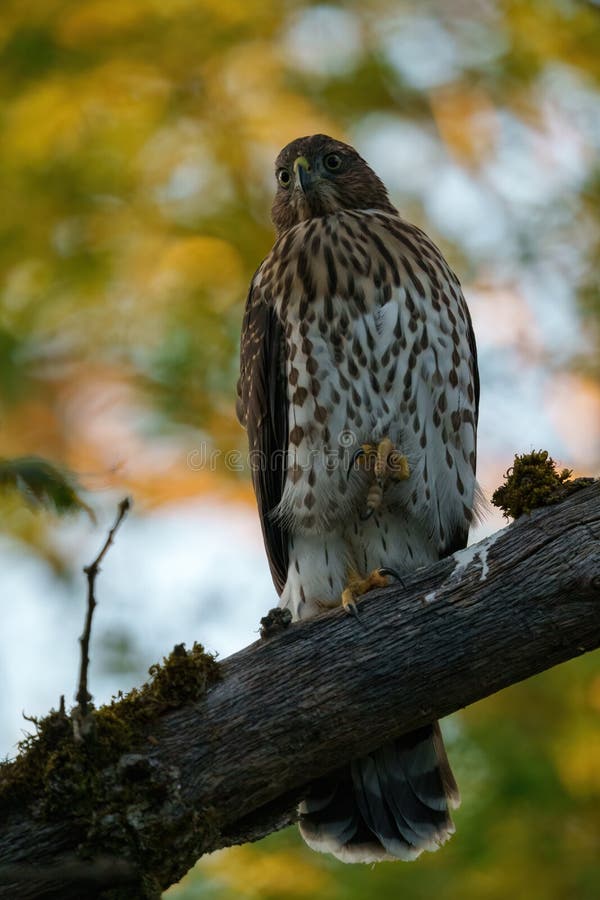 Cooper`s Hawk Baby Resting on Branch Stock Image - Image of ...