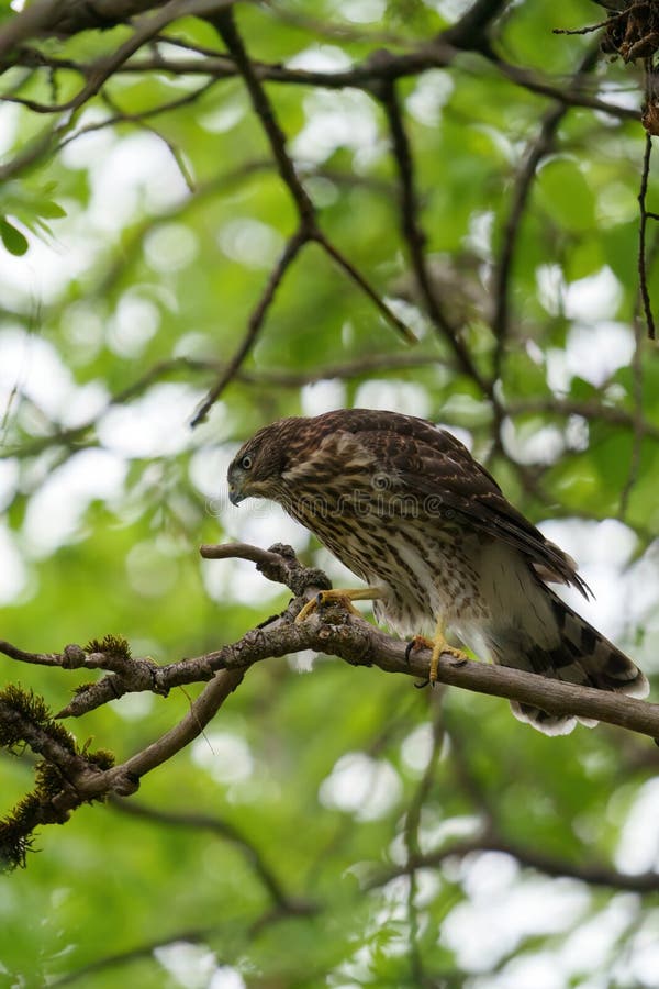 Cooper`s Hawk Baby Resting on Branch Stock Photo - Image of prey ...
