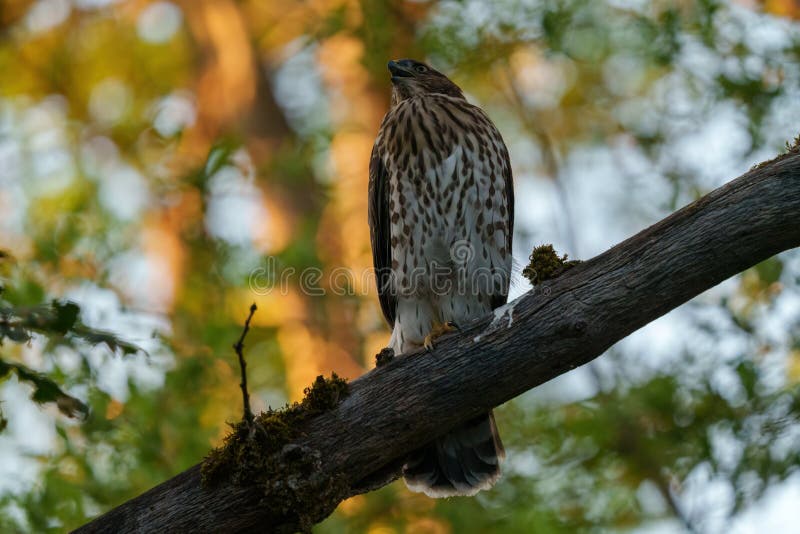 Cooper`s Hawk Baby Resting on Branch Stock Photo - Image of ...