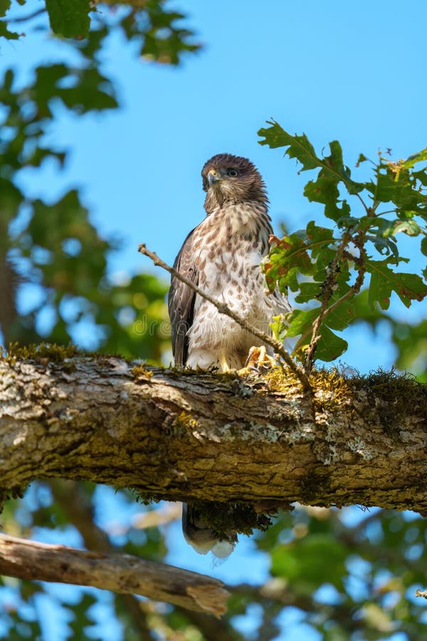 Cooper`s Hawk Baby Resting on Branch Stock Image - Image of flight ...