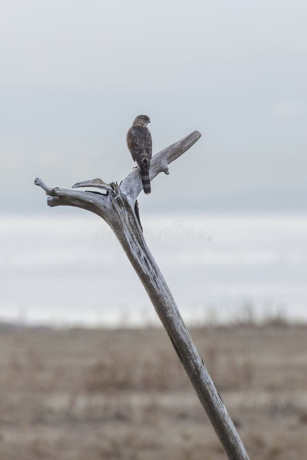 Cooper s hawk bird stock image. Image of north, columbia - 268888891
