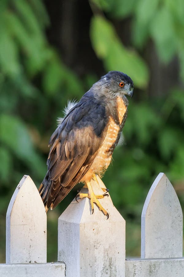 Cooper s hawk bird stock image. Image of columbia, birds - 365448401