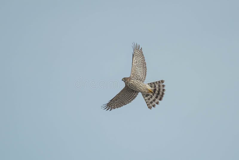 Cooper S Hawk - Accipiter Cooperii Stock Photo - Image of living ...