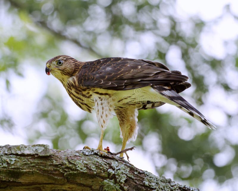 Coopers Hawk stock image. Image of carnivore, bird, beak - 36624797