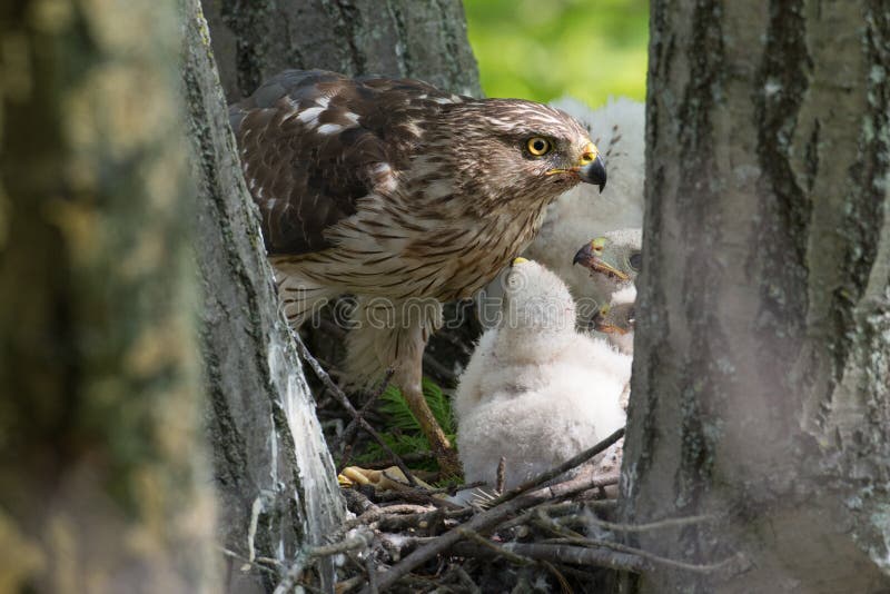 Cooper-s Hawk Feeding Chicks Stock Photo - Image of eyas, bird: 57540446