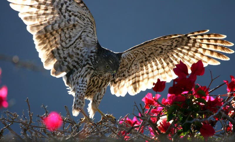 Coopers Hawk Spreads Wings Hunting Prey Stock Photo - Image of hunter ...