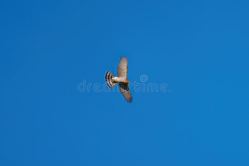 Cooper`s Hawk Flying in the Sky Stock Image - Image of prey, birds ...