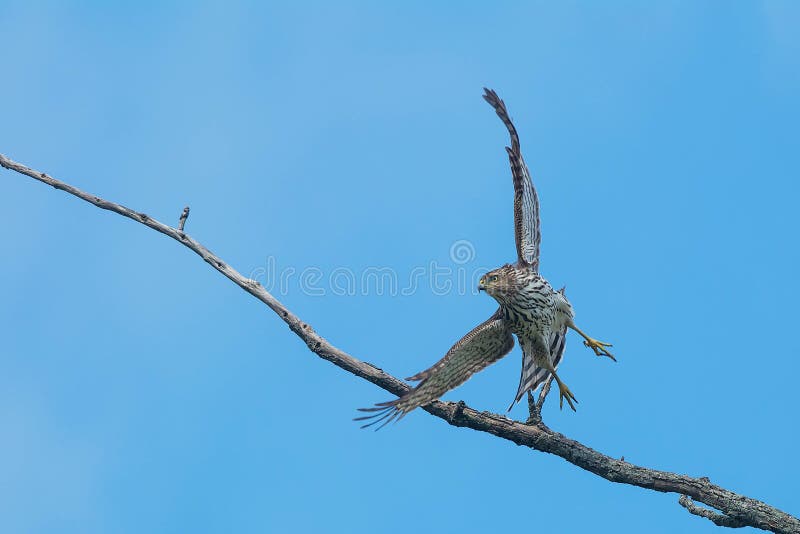Cooper S Hawk - Accipiter Cooperii Stock Photo - Image of outside ...
