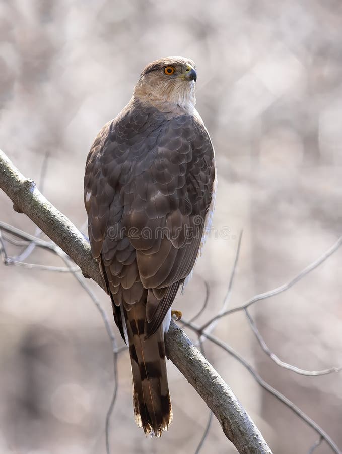 A Cooper`s Hawk Perched on Branch in the Forest in Canada Stock Image ...