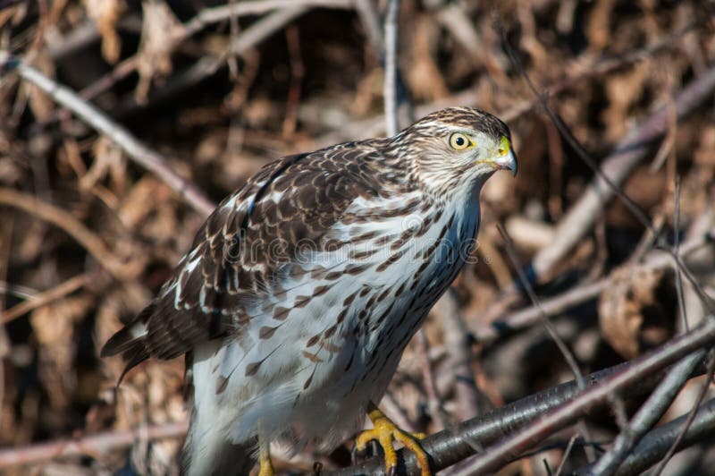 Cooper s Hawk stock image. Image of flying, hawk, flight - 48459081