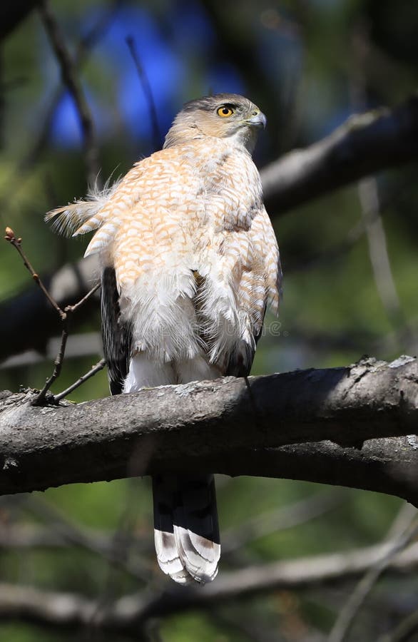 Cooper S Hawk Perched on a Tree Branch on the Forest Stock Image ...