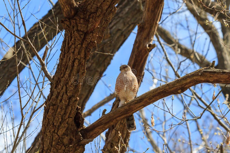 Cooper`s Hawk Perched in a Tree with Newly Emerging Leaves. Stock Image ...