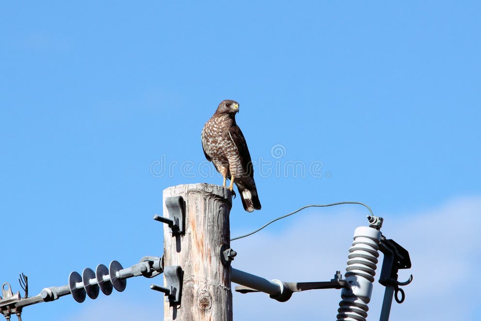 Cooper S Hawk on Power Pole Stock Photo - Image of beak, horizontal ...