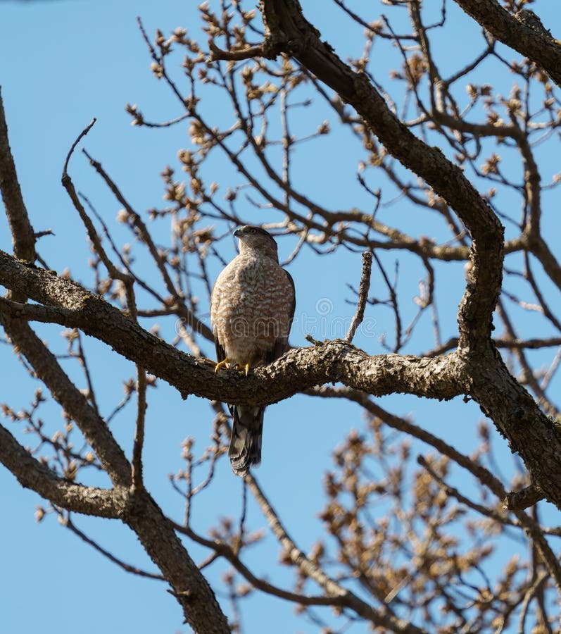 Cooper`s Hawk Resting on Branch Stock Image - Image of birds, breeds ...