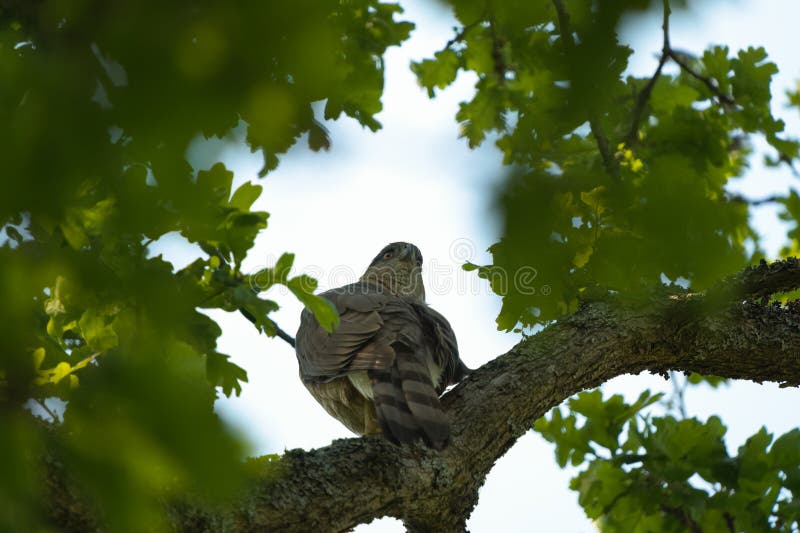 Cooper`s Hawk Resting on Branch Stock Image - Image of rounded, deeper ...