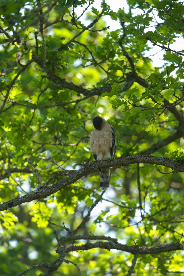 Cooper`s Hawk Resting on Branch Stock Image - Image of flight, adults ...