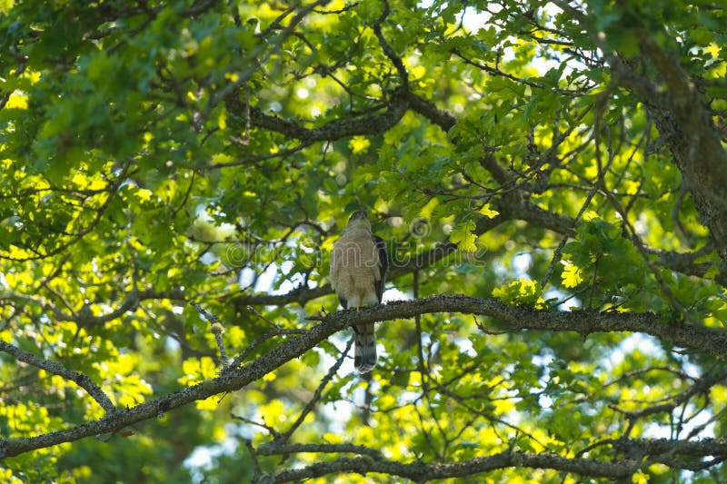 Cooper`s Hawk Resting on Branch Stock Image - Image of deeper, baby ...