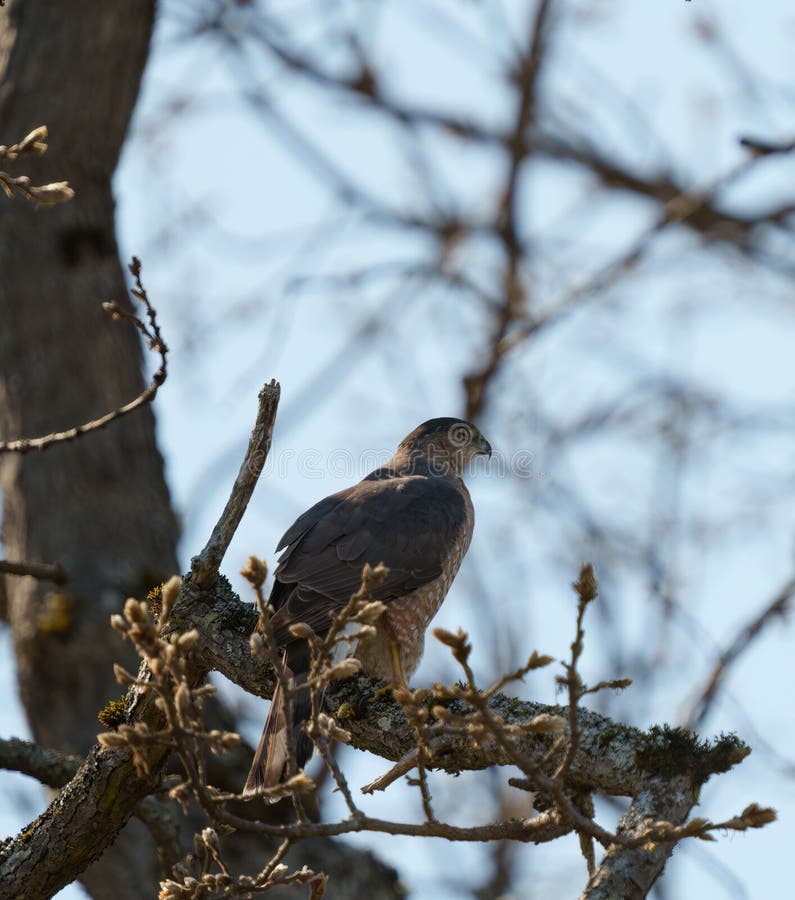 Cooper`s Hawk Resting on Branch Stock Photo - Image of adults, orange ...
