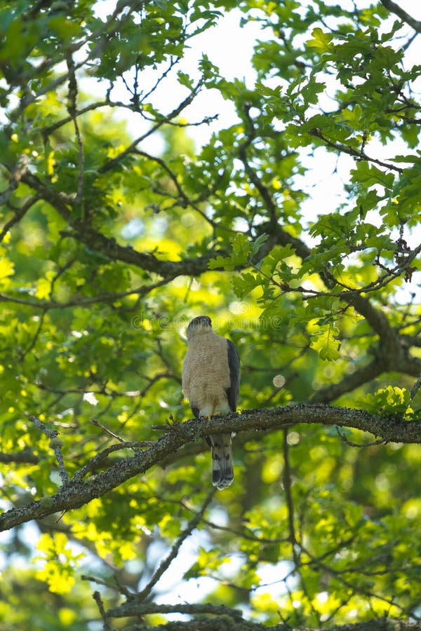 Cooper`s Hawk Resting on Branch Stock Image - Image of birds, head ...