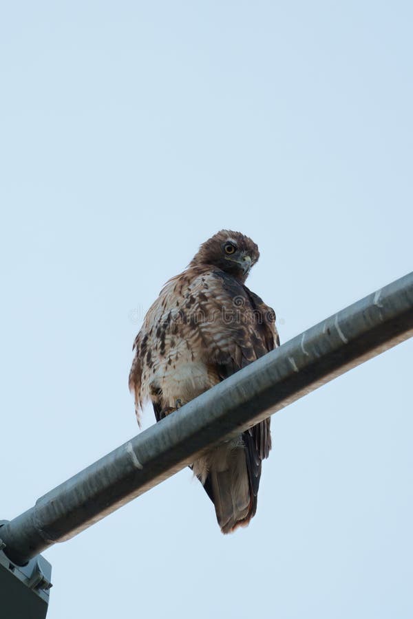 Cooper`s Hawk Resting on a Pole Stock Photo - Image of nest, search ...