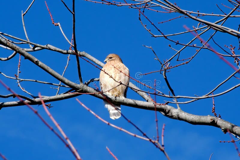 A Cooper`s Hawk Rests in a Maple Tree on a Sunny Winter Day Stock Photo ...