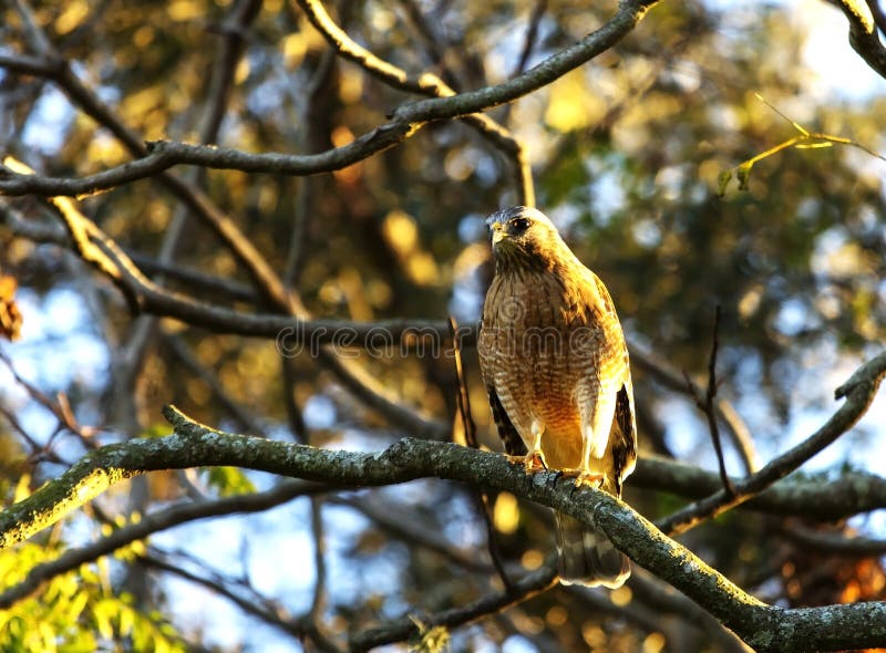 A Cooper`s Hawk, side view stock photo. Image of audobon - 88668658