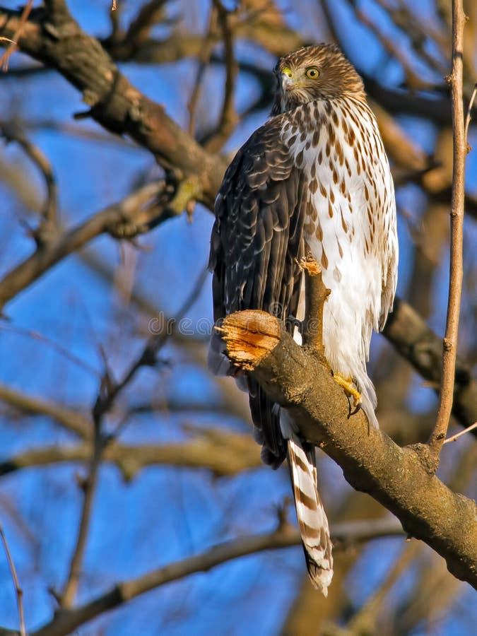 Coopers Hawk Sitting Tree Branch Stock Photos - Free & Royalty-Free ...
