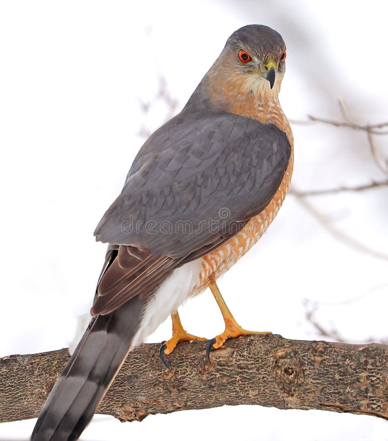 Cooper S Hawk Sitting on a Tree Branch in the Forest Stock Photo ...