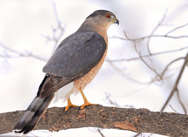 Cooper S Hawk Sitting on a Tree Branch in the Forest, Quebec, Canada ...