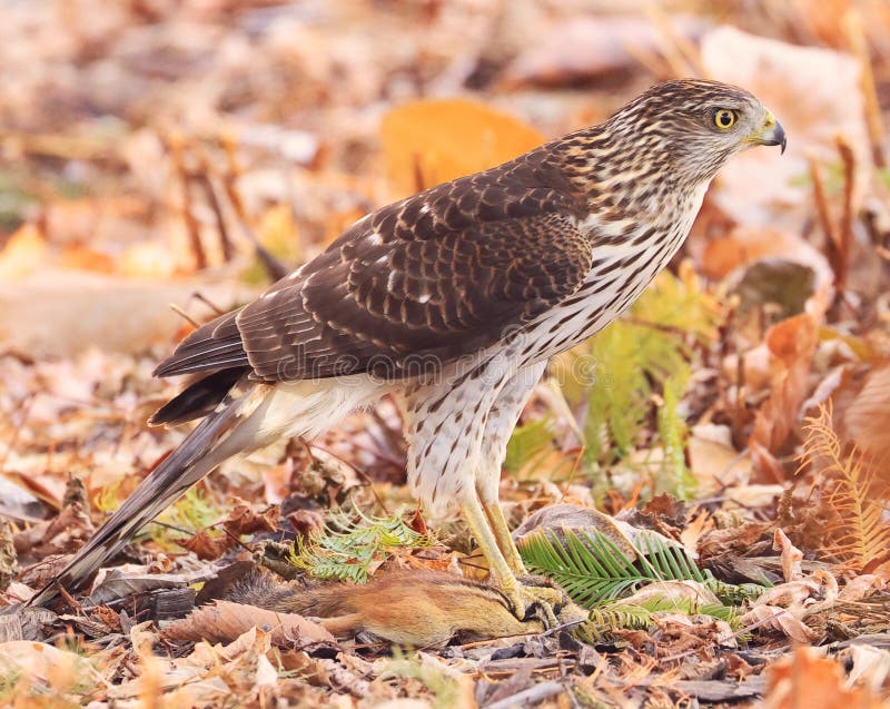 Cooper S Hawk Standing on the Ground with His Prey Surrounded by Autumn ...