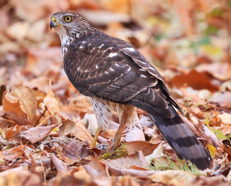 Cooper S Hawk Standing on the Ground Surrounded by Autumn Leaves Stock ...