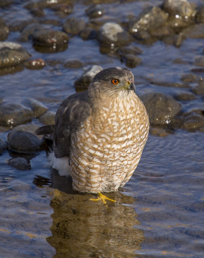 Cooper`s Hawk Standing In Shallow Water Stock Image - Image of river ...
