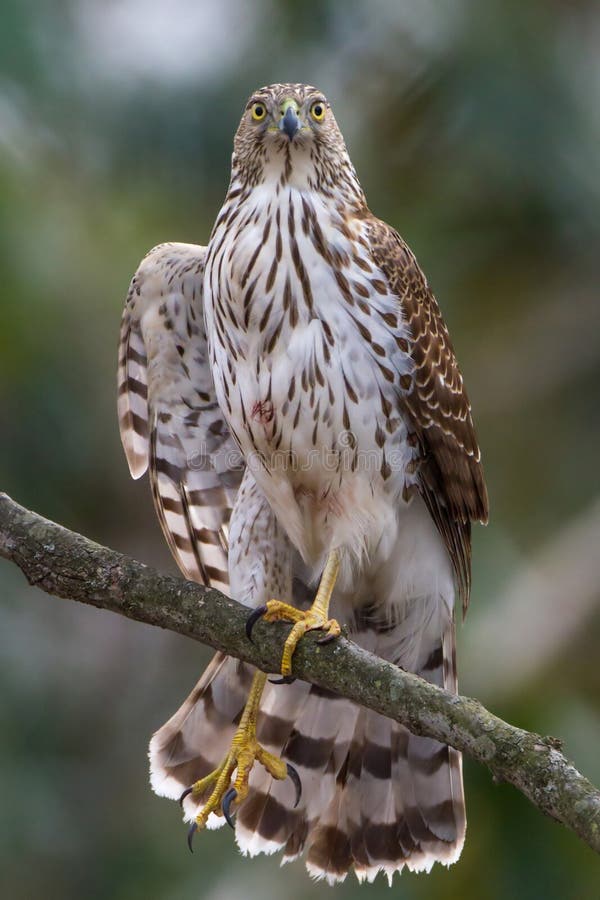Cooper s Hawk Stretching stock image. Image of buzzard - 67523561